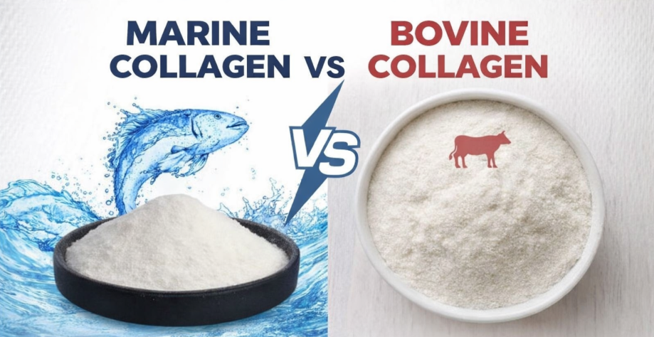 Marine Collagen vs Bovine Collagen | Benefits, Absorption & Uses ...